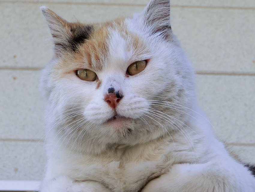 caulk (caulk) profile | Padlet