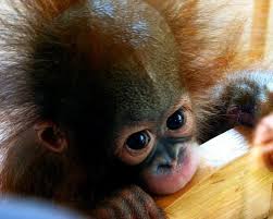 Imogen Rocks (parimo20) profile | Padlet