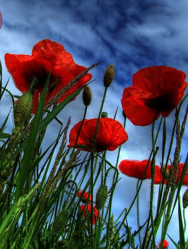 Room17 (wendyr) profile | Padlet