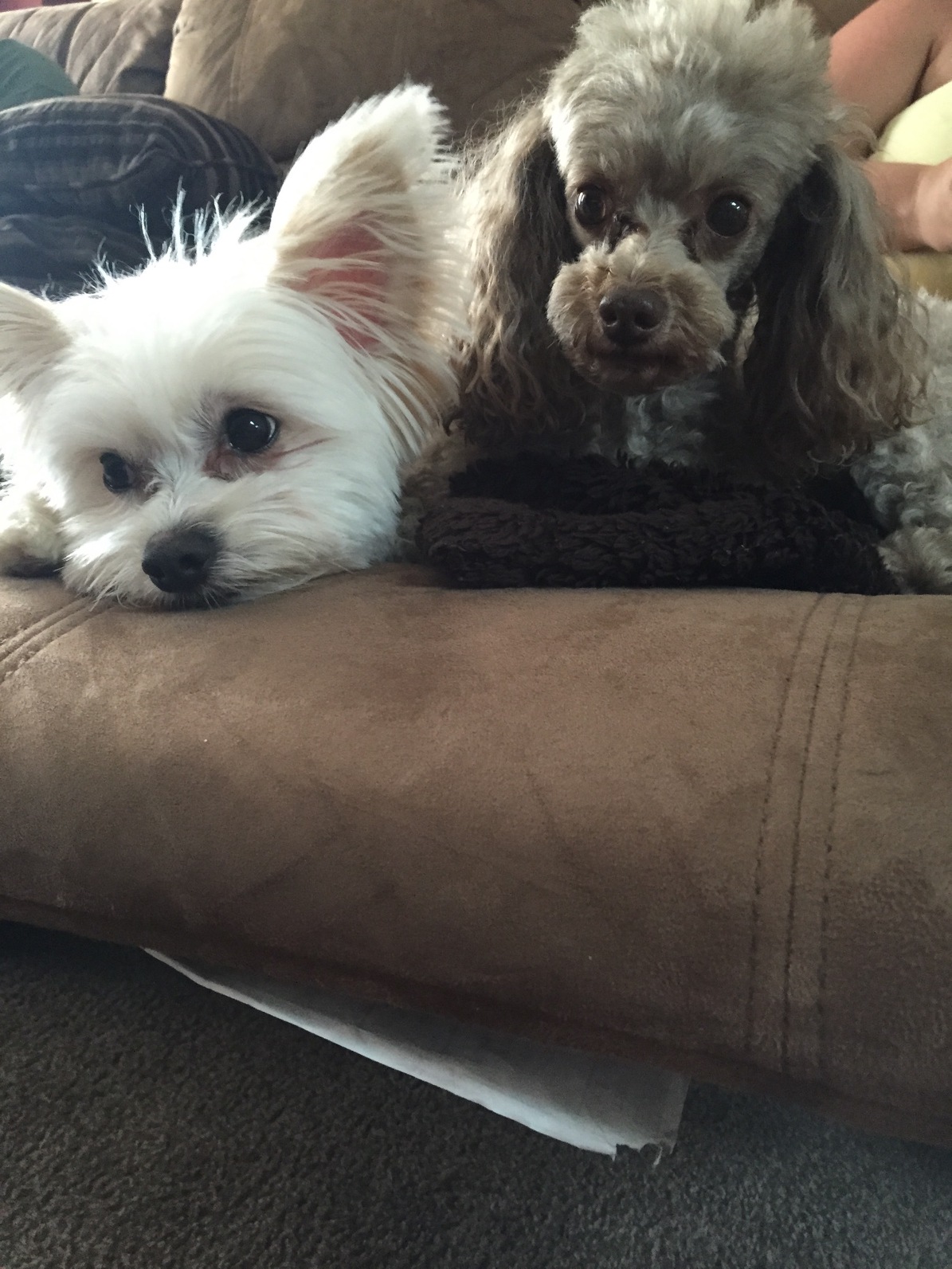 Jessica Marsden (marsden_jessica) profile | Padlet