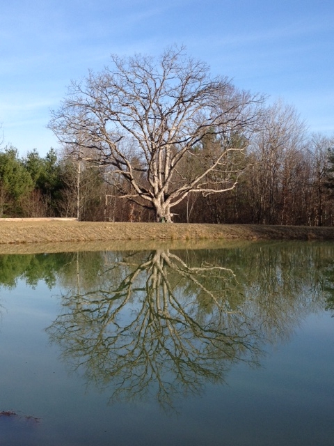 Amy Root (aroot) profile | Padlet