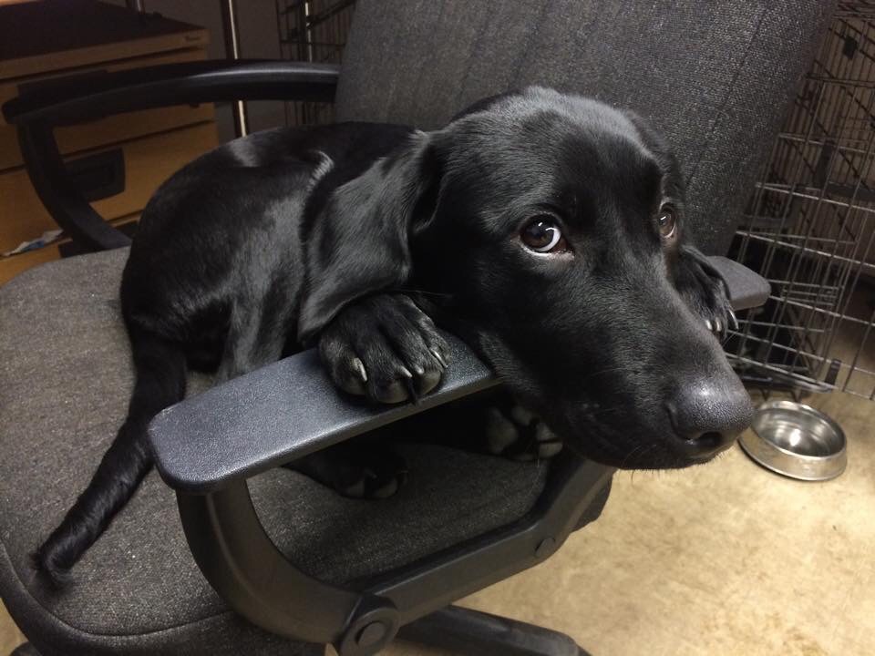 Serena kay (serena_kay) profile | Padlet