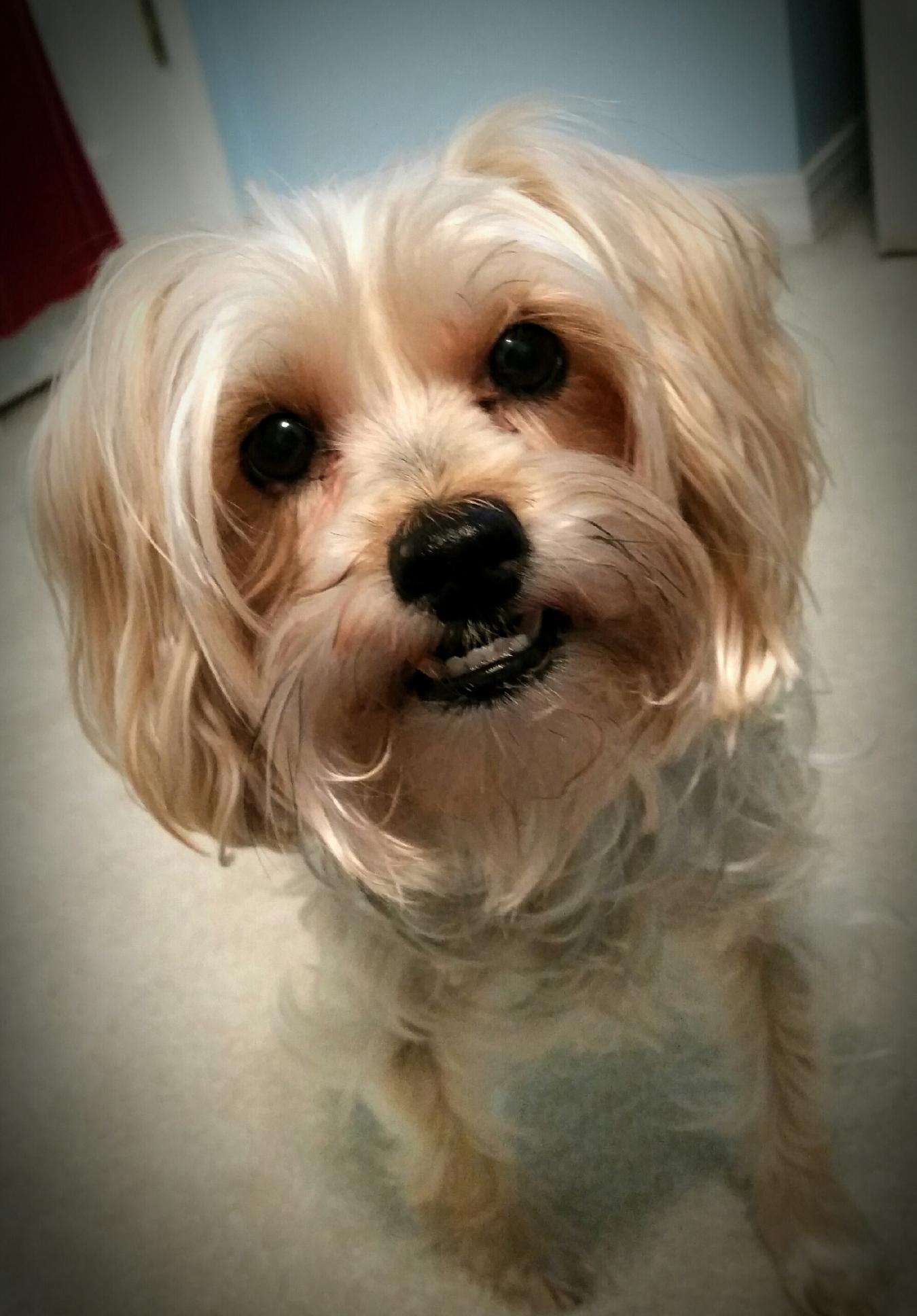 Andrea Hooper (andrea_hooper) profile | Padlet