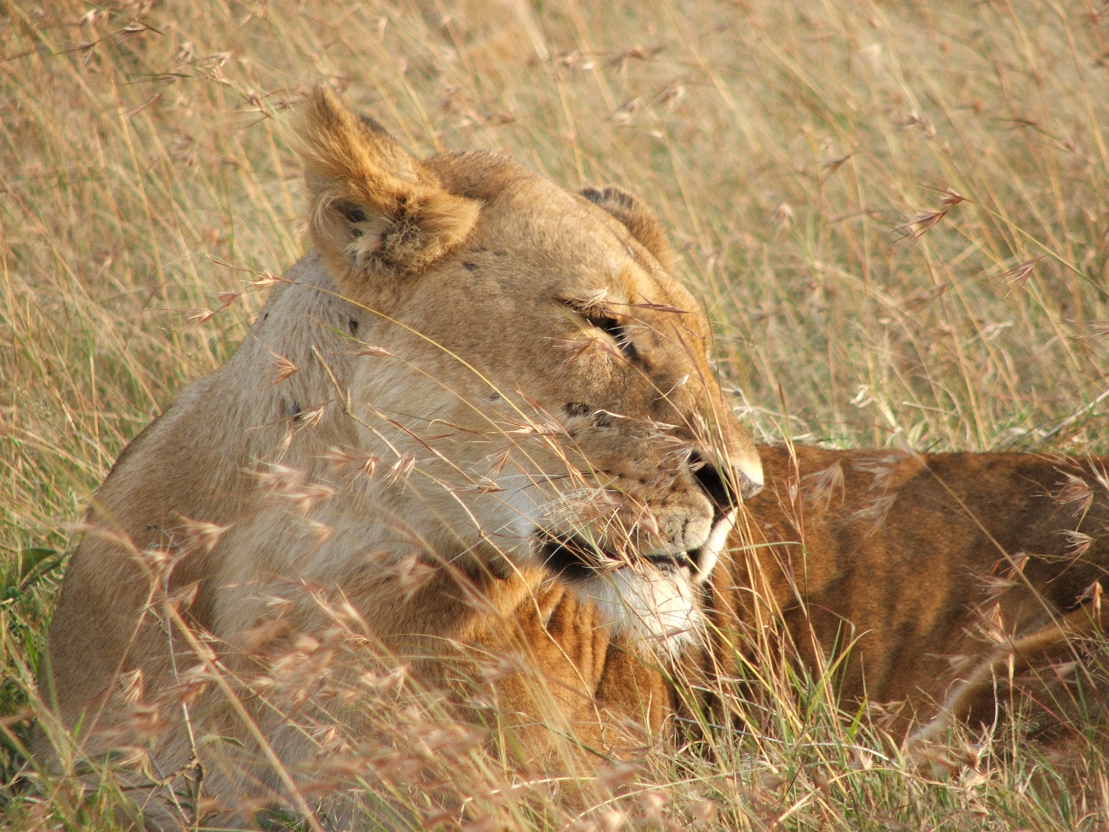 Rachel Toomey (racheltoomey) profile | Padlet