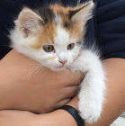 Estella Gan (estella_gan694) profile | Padlet