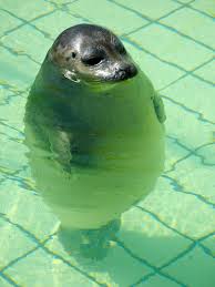 Jacob Hibner (Calvinjohnson101) profile | Padlet